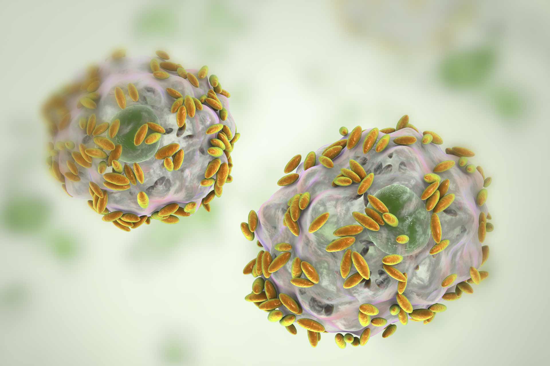 Cervicovaginal Microbiota and gynecologic diseases • DMP Smart Solutions